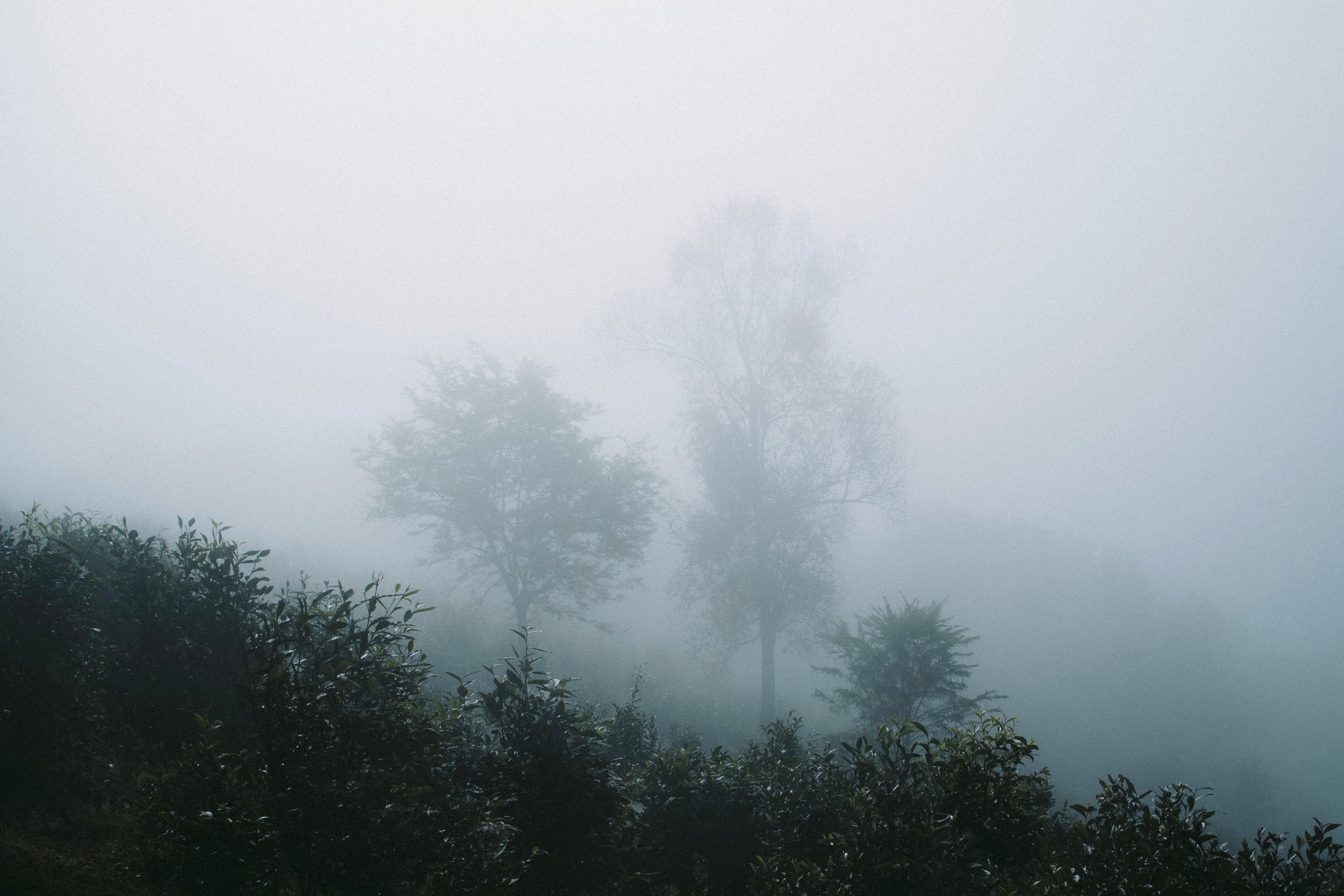Steam – a scent of clarity – Opia